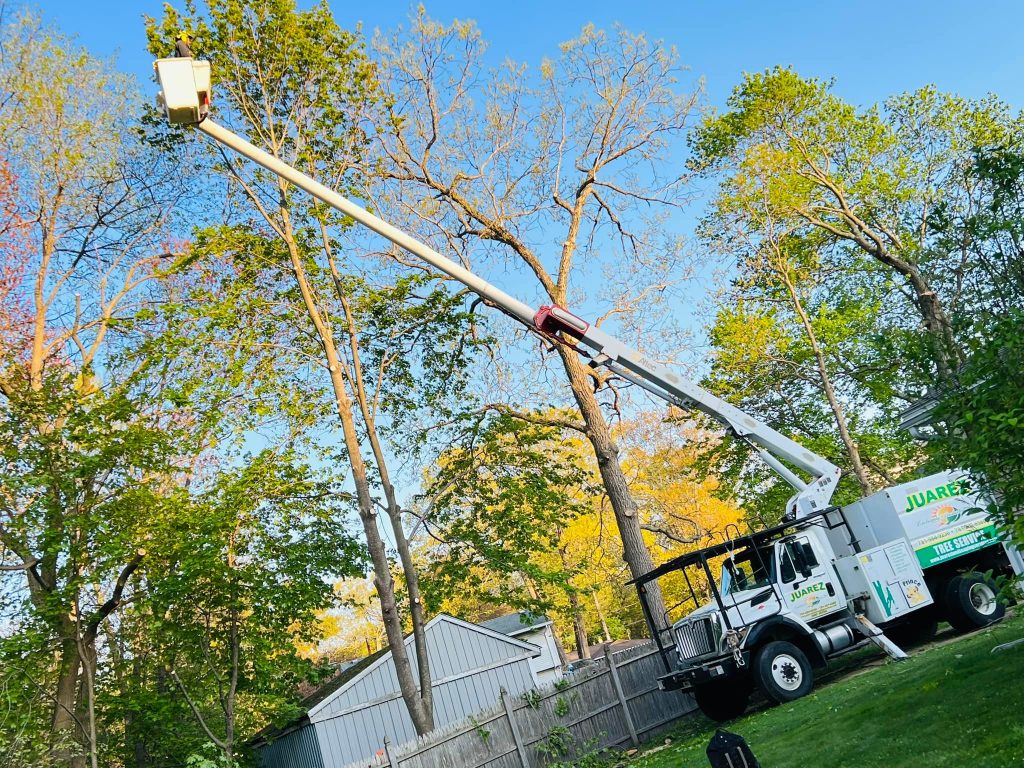 Tree Trimming Techniques for a Healthy, Beautiful Landscape