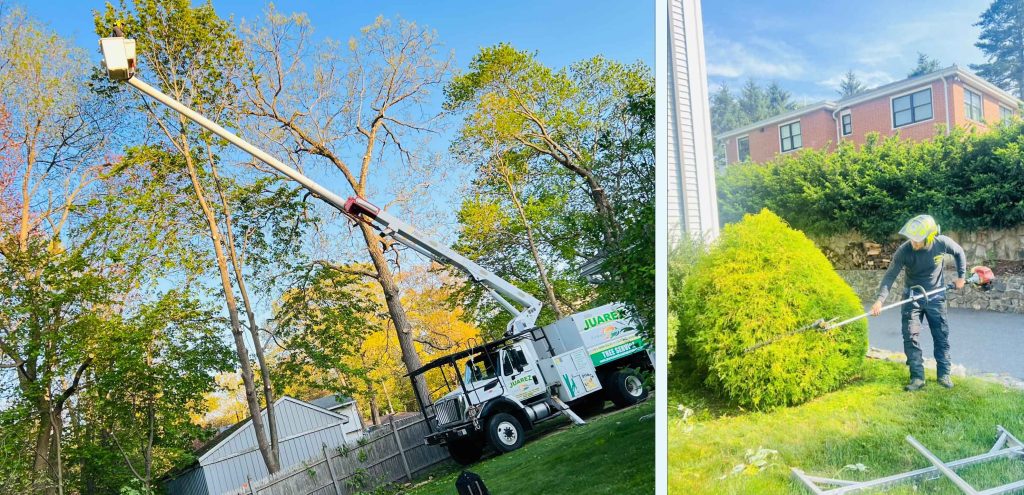Tree Trimming vs Tree Pruning: Key Differences Explained