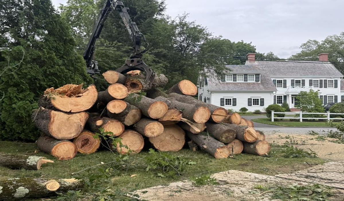 Tree Removal: A Complete Guide for Safe, Legal, and Professional ...